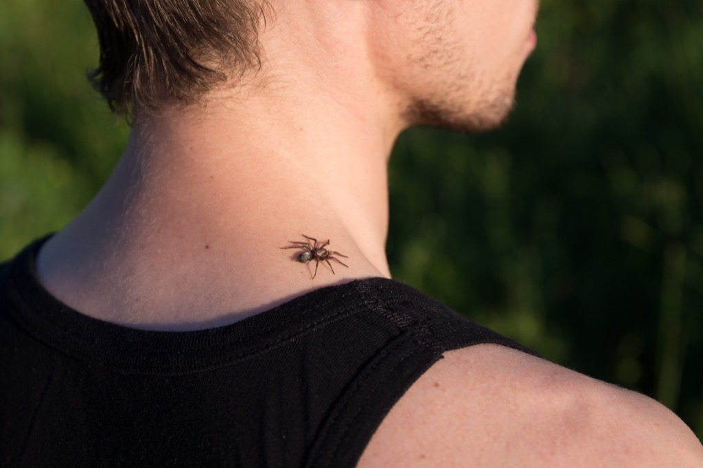 33 Totally Creepy Facts About Spiders That Will Give You Goosebumps ...