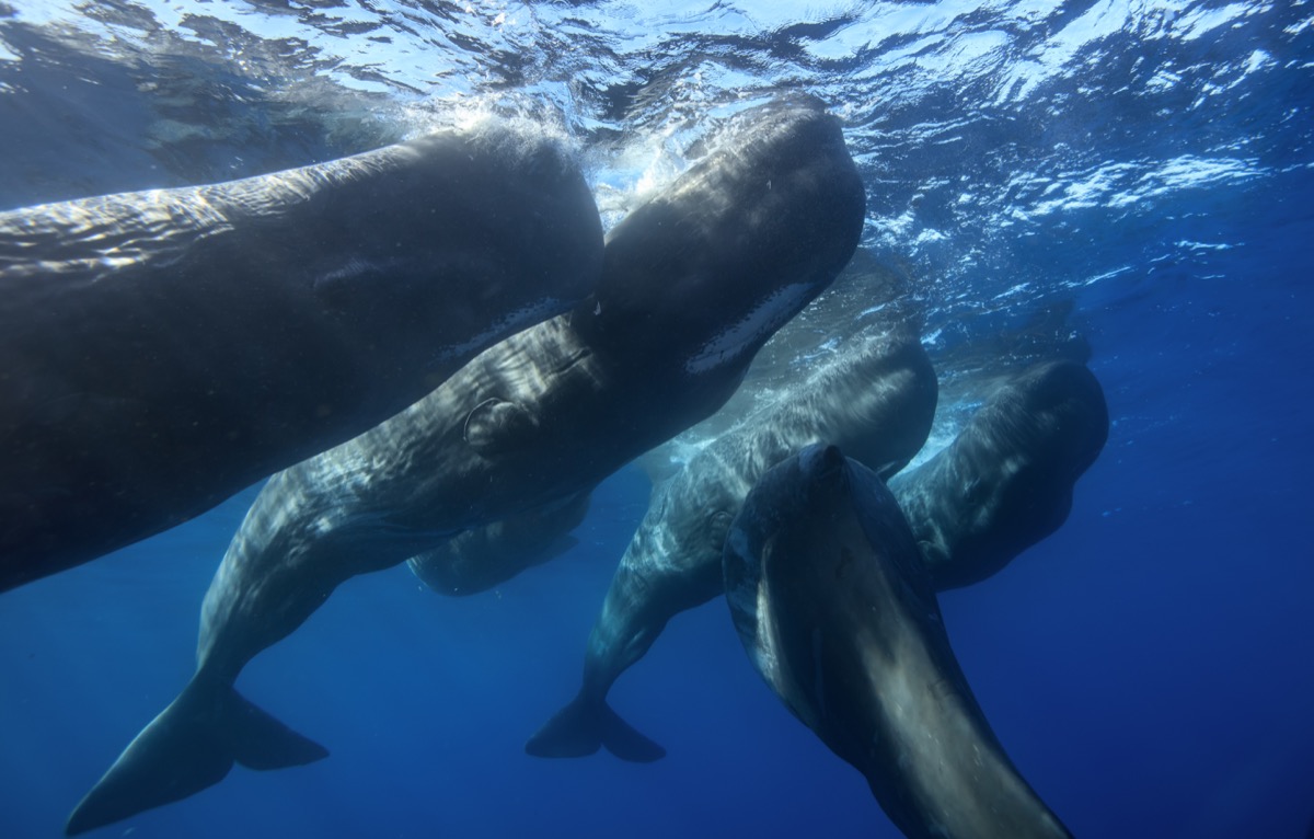 25 Amazing Ways Animals Communicate That You Never Knew About — Best Life