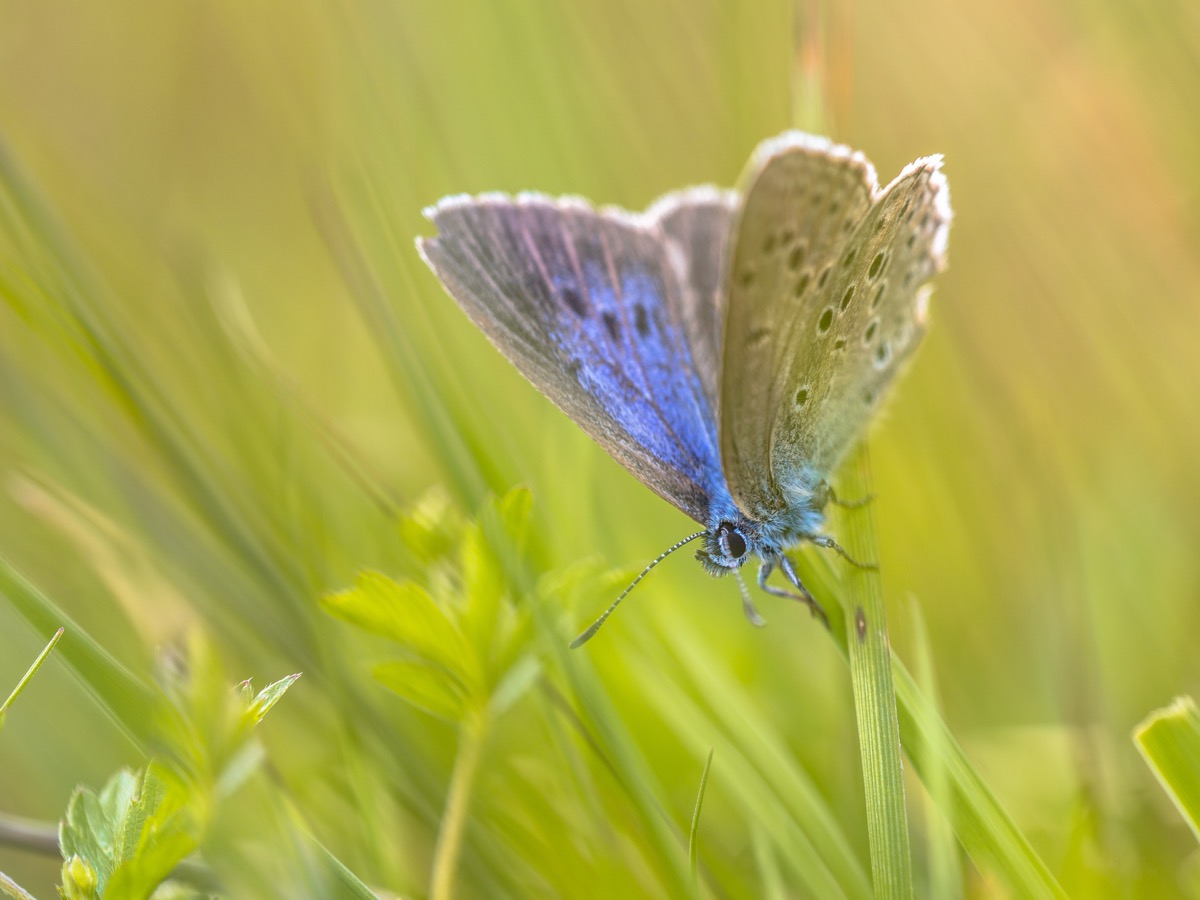 25 Amazing Ways Animals Communicate That You Never Knew About — Best Life