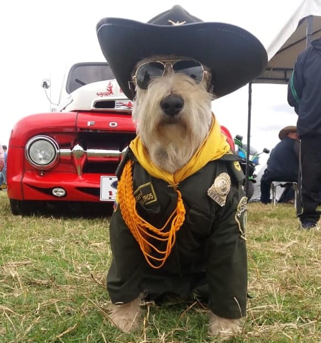 20 Adorable Animals That Are Also Police Crime Fighters — Best Life