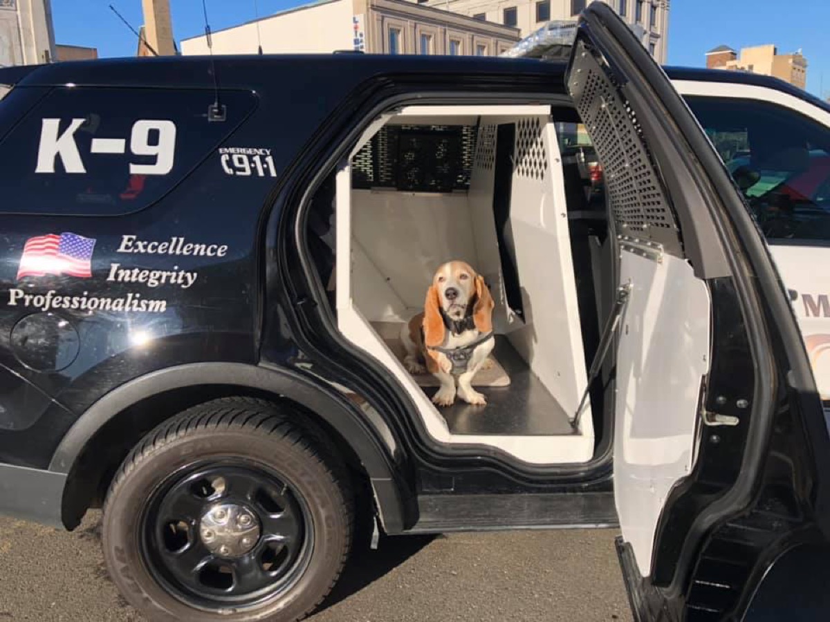 20 Adorable Animals That Are Also Police Crime Fighters — Best Life