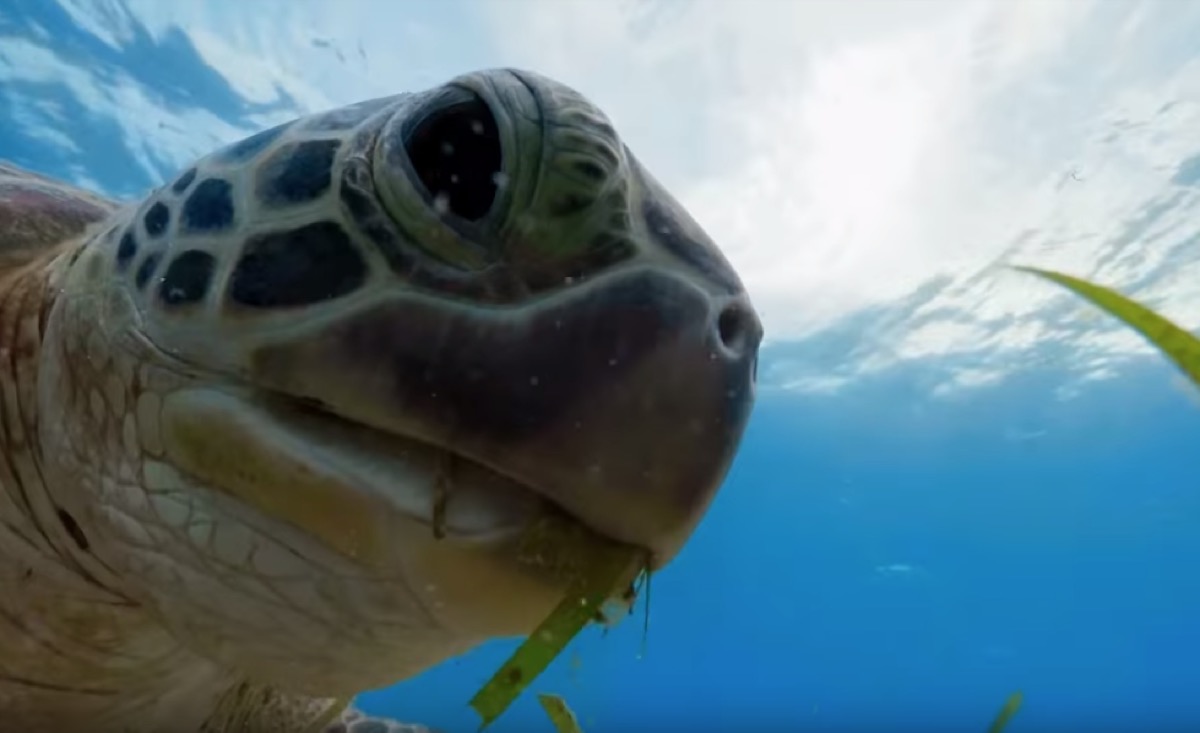 15 Best Documentaries on Netflix That Will Make You Feel So Smart