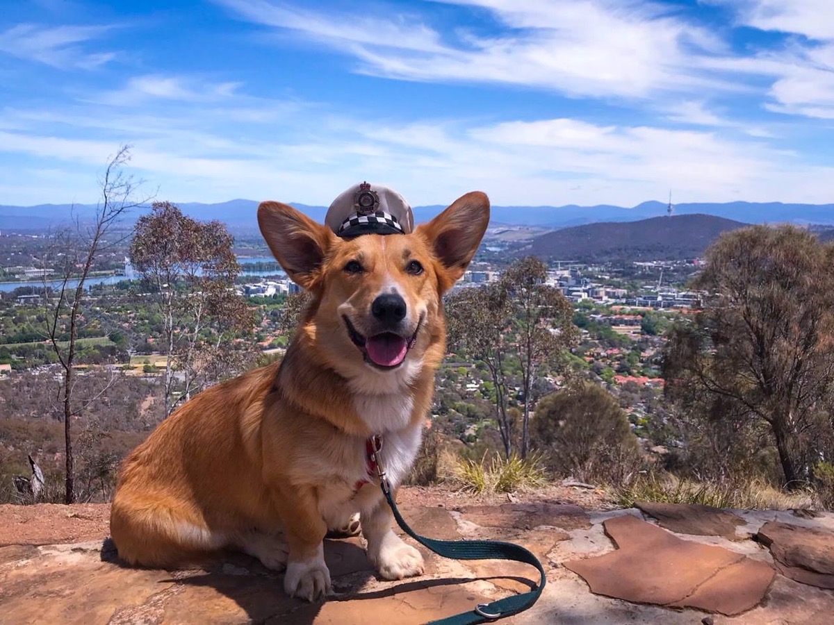 20 Adorable Animals That Are Also Police Crime Fighters — Best Life