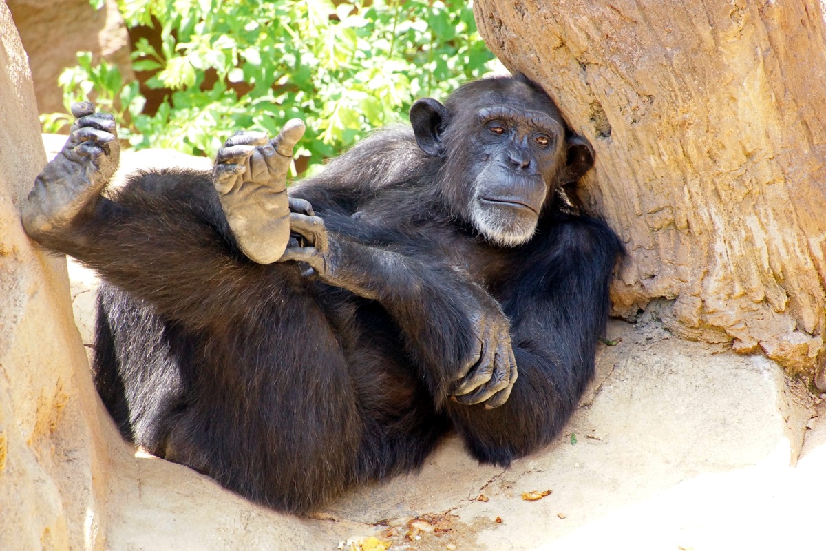 25 Amazing Ways Animals Communicate That You Never Knew About — Best Life