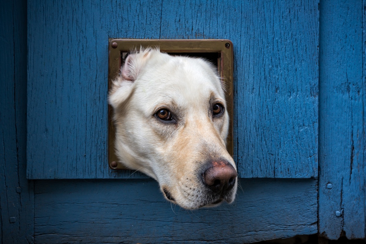 15 Amazing Life Lessons You Can Learn From Your Dog — Best Life