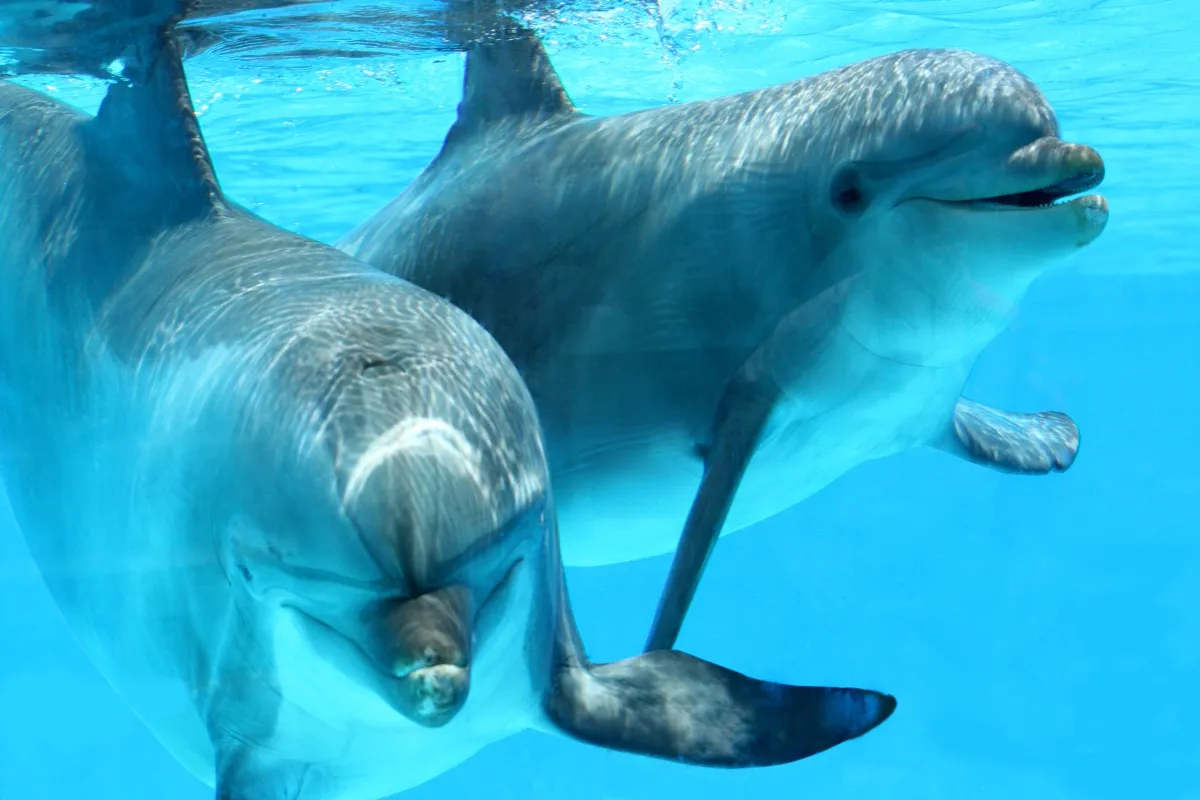 20 Facts About Dolphins That Will Make You Love Them Even More — Best Life