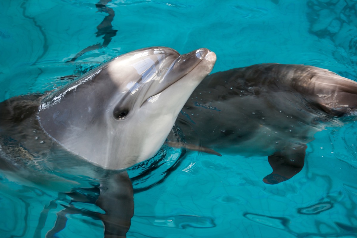 20 Facts About Dolphins That Will Make You Love Them Even More — Best Life