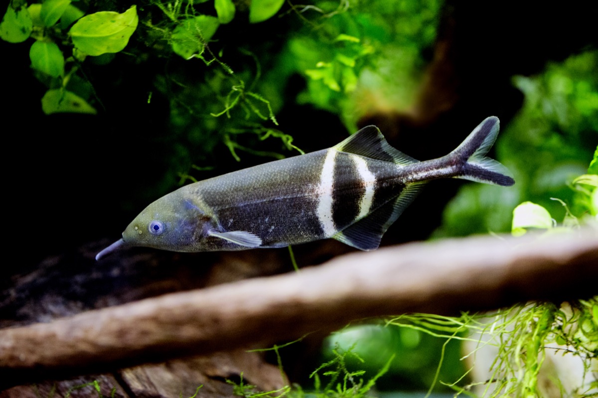 25 Amazing Ways Animals Communicate That You Never Knew About — Best Life