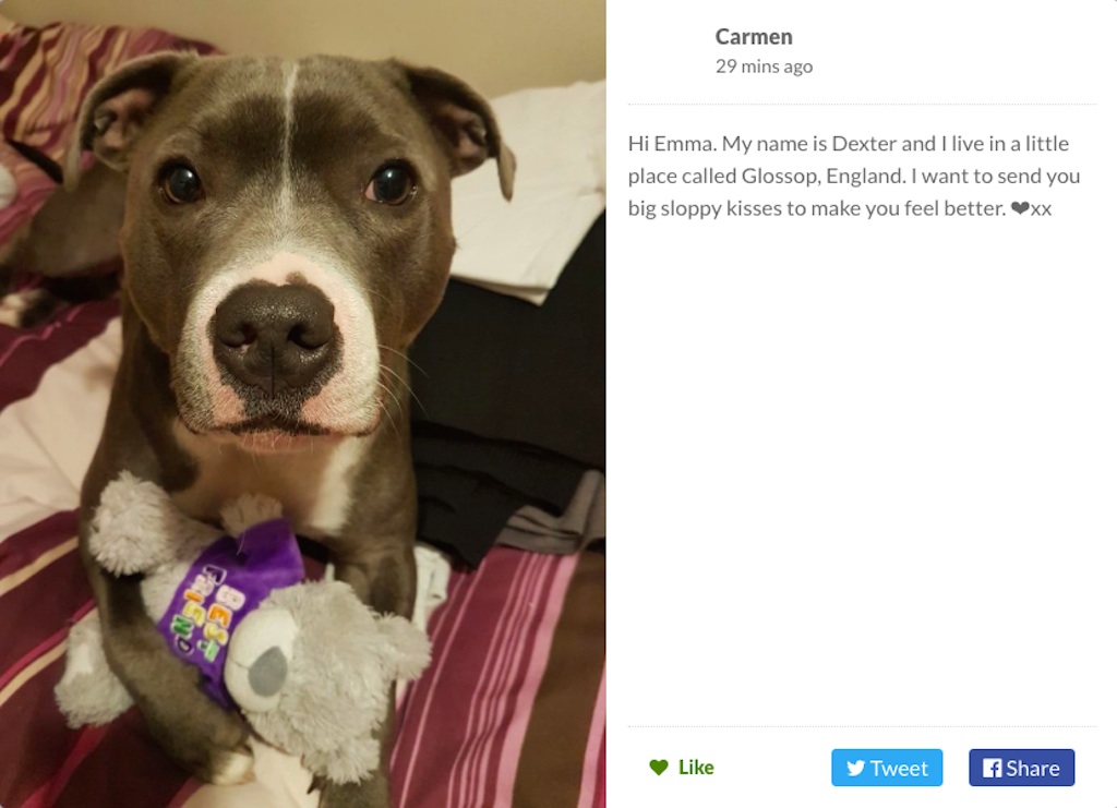 Heartbreaking Terminally Ill Girl Emma Mertens Asks for Letters from Dogs