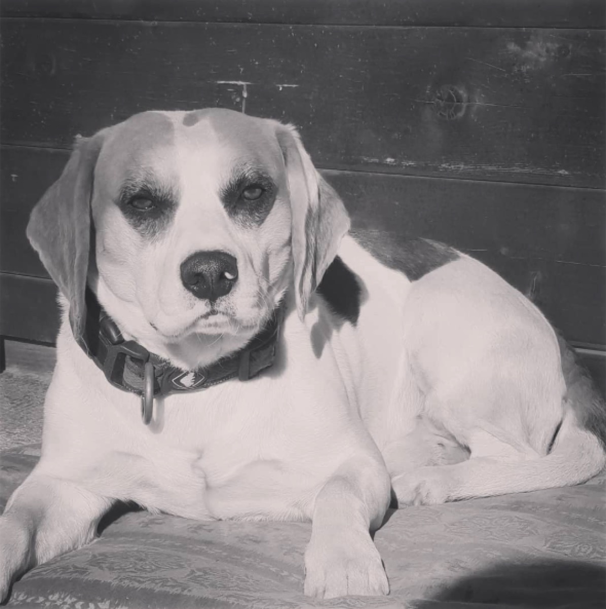 23 Funny Photos of Pets Looking Extra Grumpy — Best Life