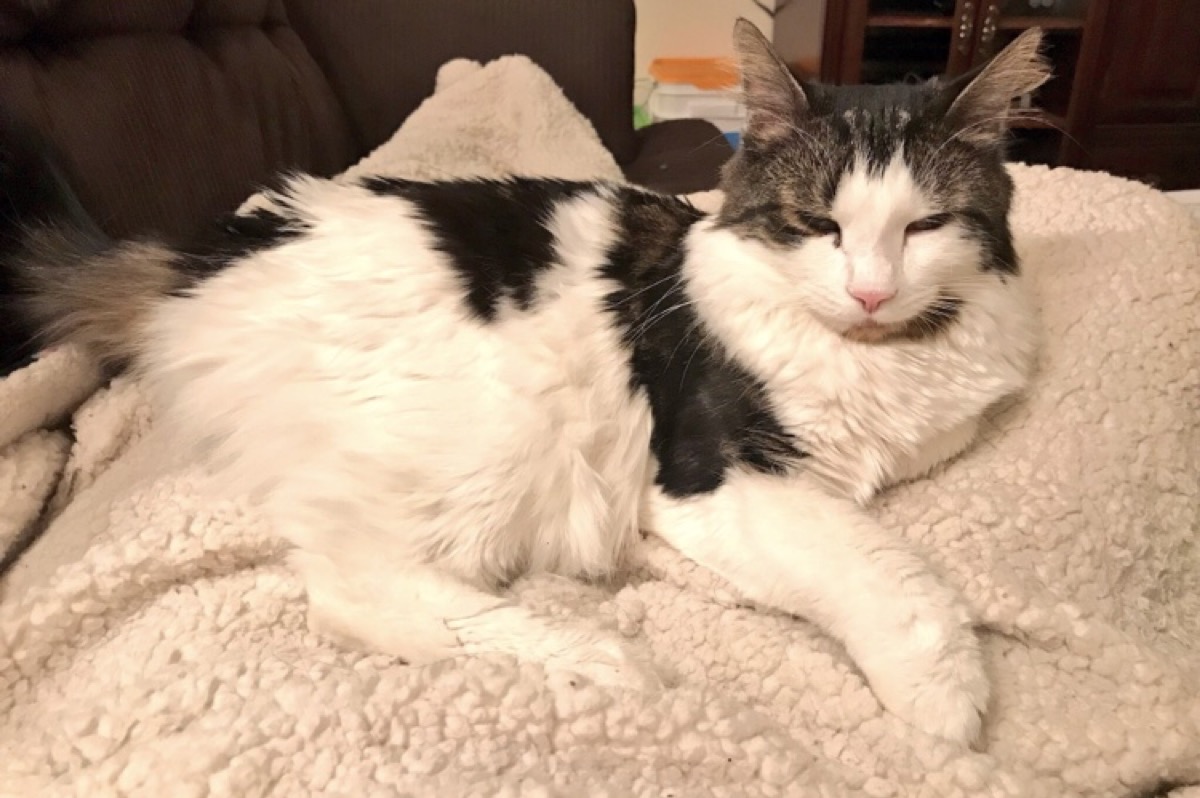 23 Funny Photos of Pets Looking Extra Grumpy — Best Life