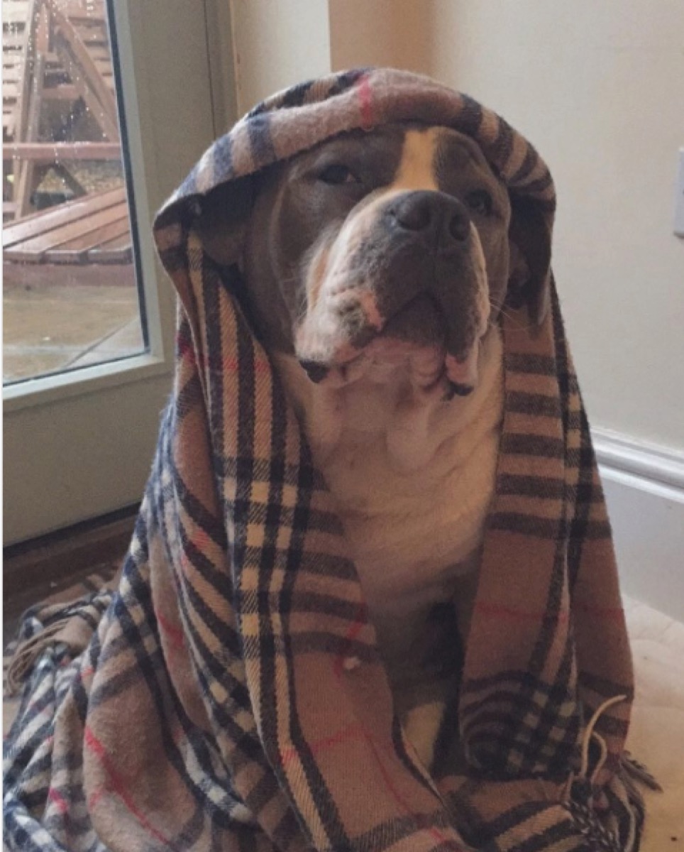 23 Funny Photos of Pets Looking Extra Grumpy — Best Life