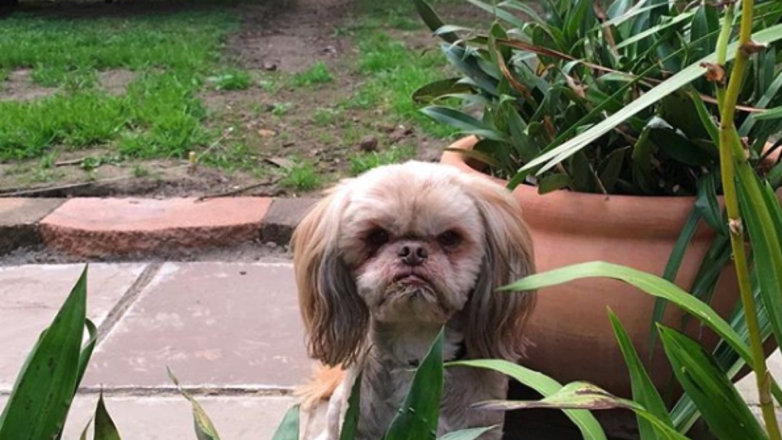 23 Funny Photos of Pets Looking Extra Grumpy — Best Life