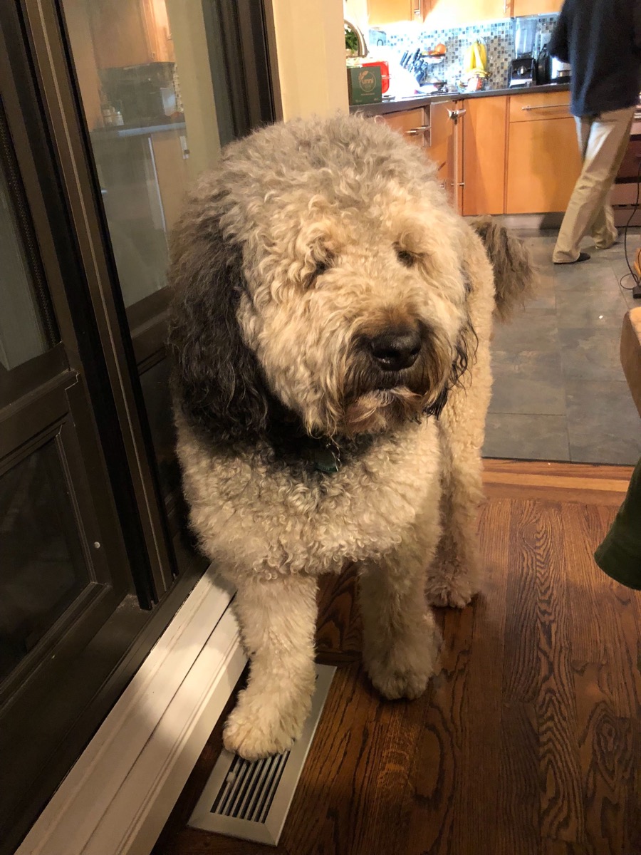 23 Funny Photos of Pets Looking Extra Grumpy — Best Life