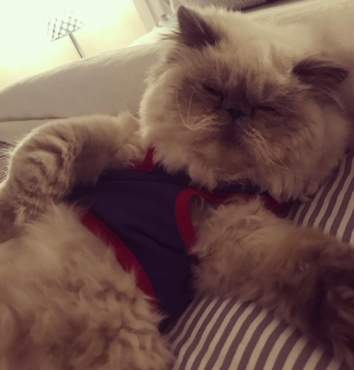 23 Funny Photos of Pets Looking Extra Grumpy — Best Life