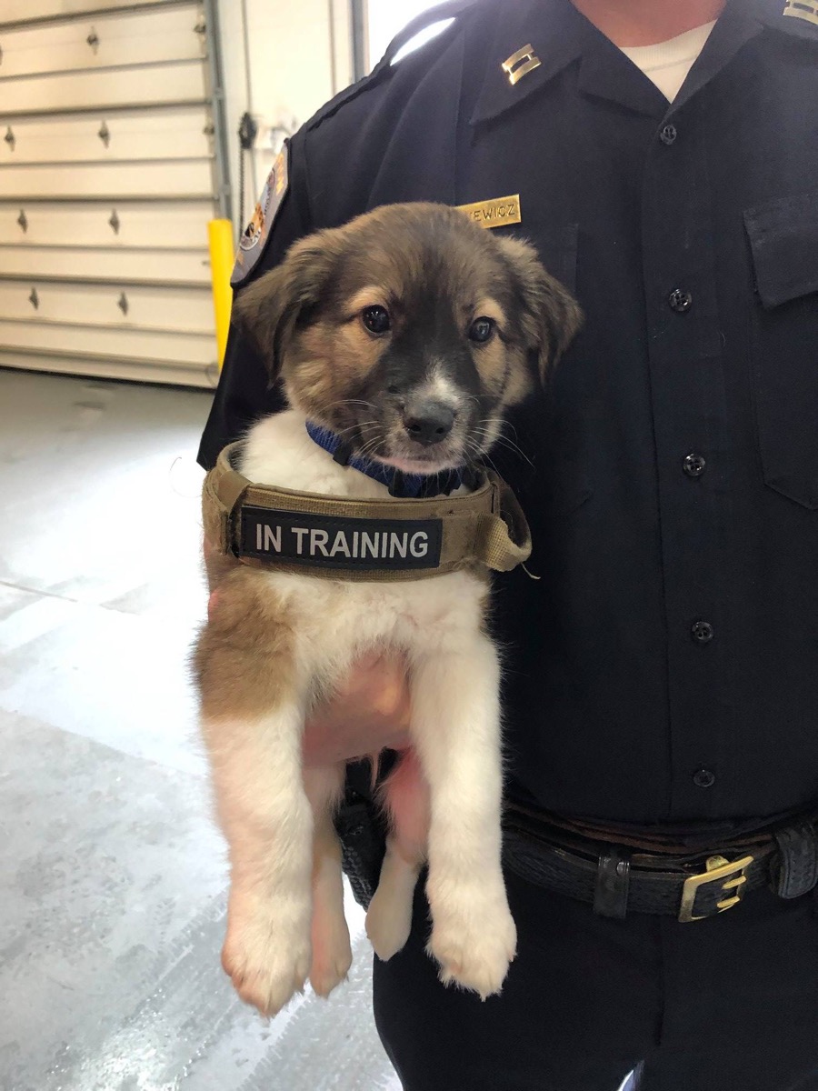 20 Adorable Animals That Are Also Police Crime Fighters — Best Life