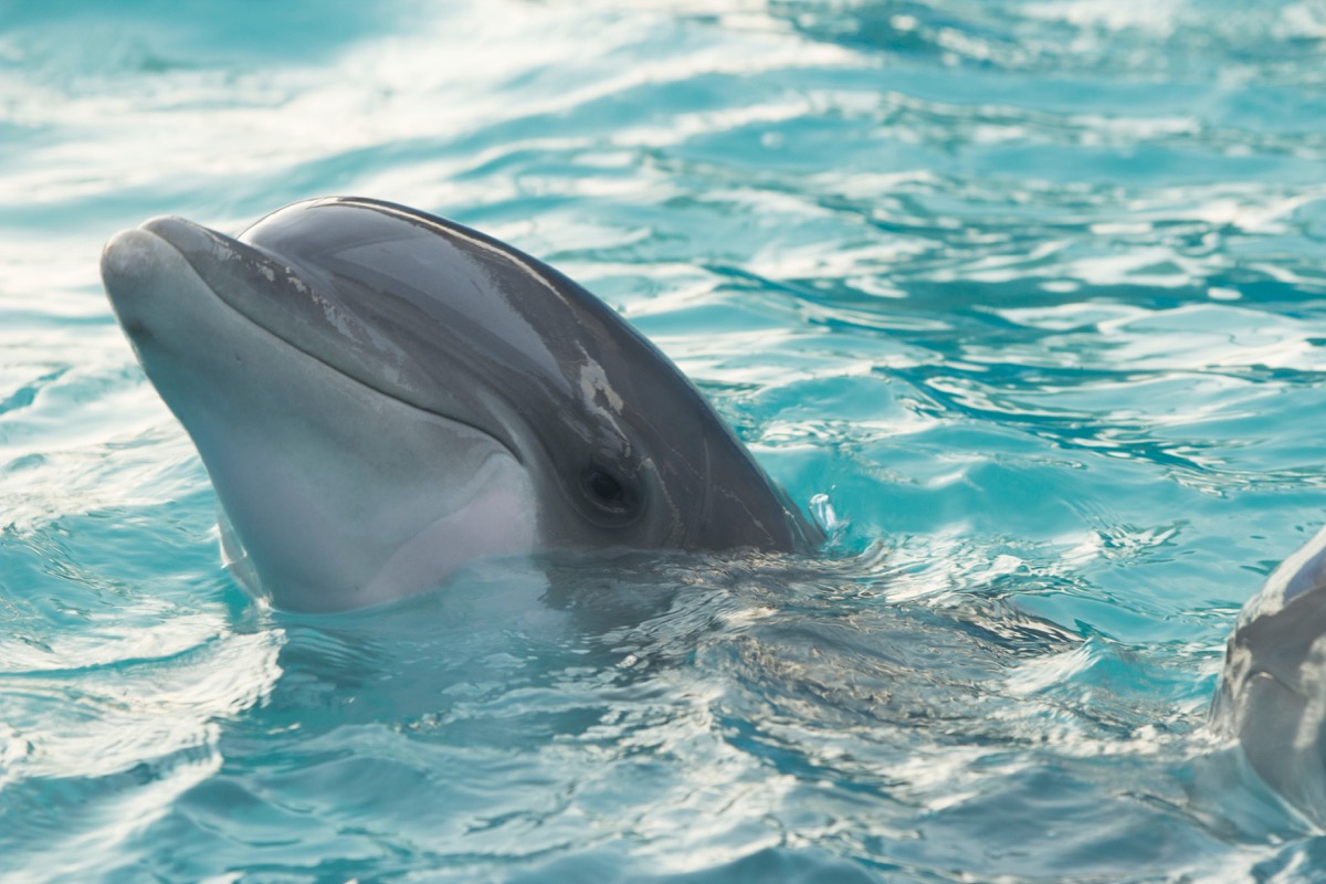 20 Facts About Dolphins That Will Make You Love Them Even More — Best Life