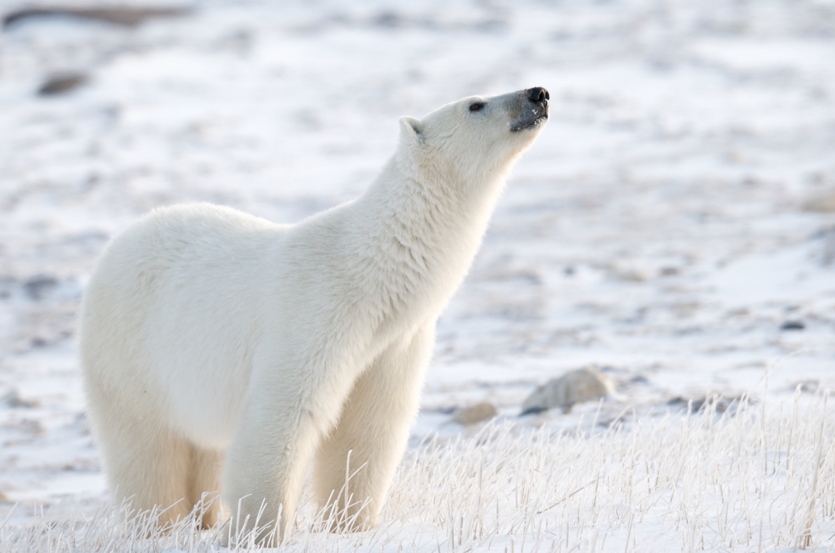 15 Amazing Polar Bear Facts — Best Life
