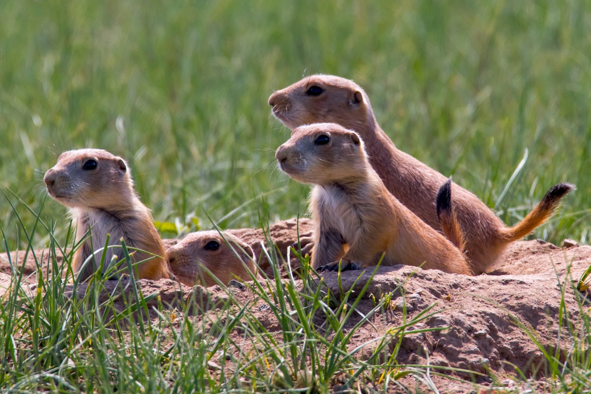 25 Amazing Ways Animals Communicate That You Never Knew About — Best Life