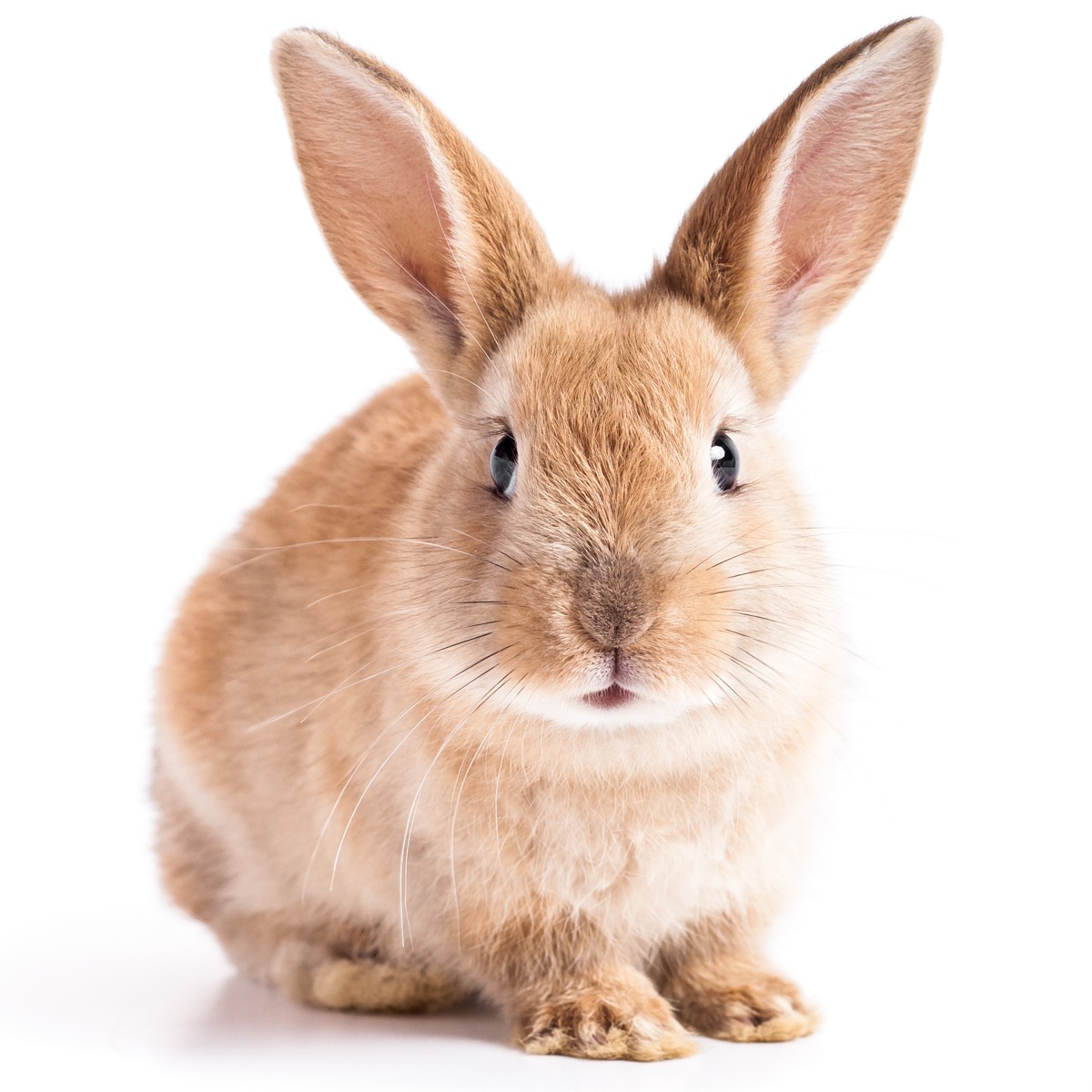 15 Incredible Easter Bunny Facts You Never Knew