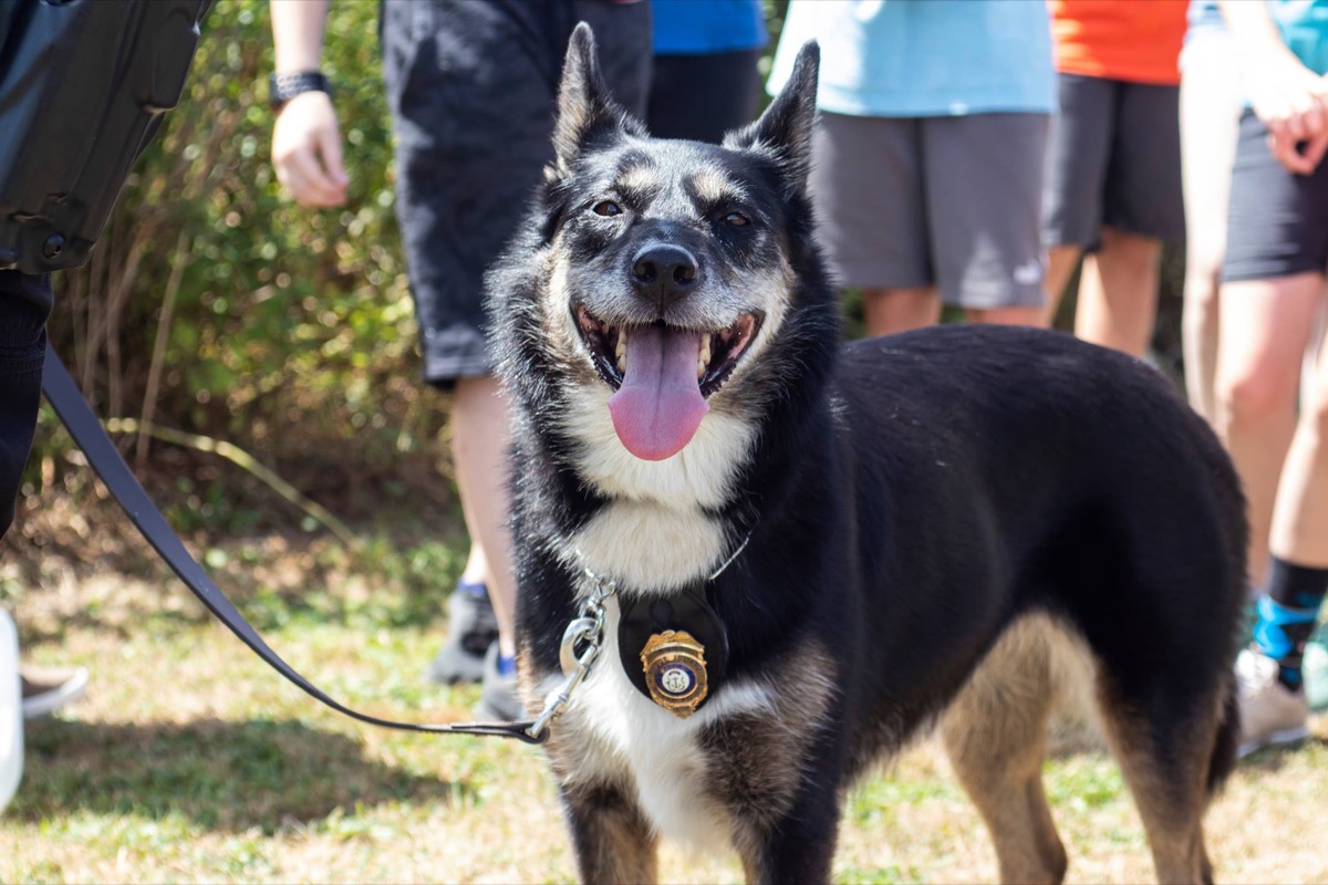 20 Adorable Animals That Are Also Police Crime Fighters — Best Life