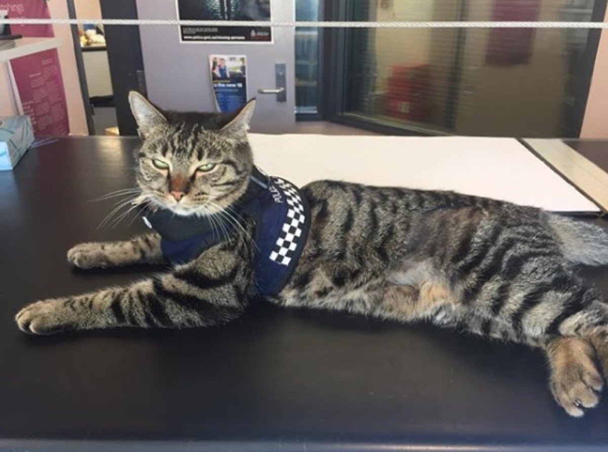 20 Adorable Animals That Are Also Police Crime Fighters — Best Life