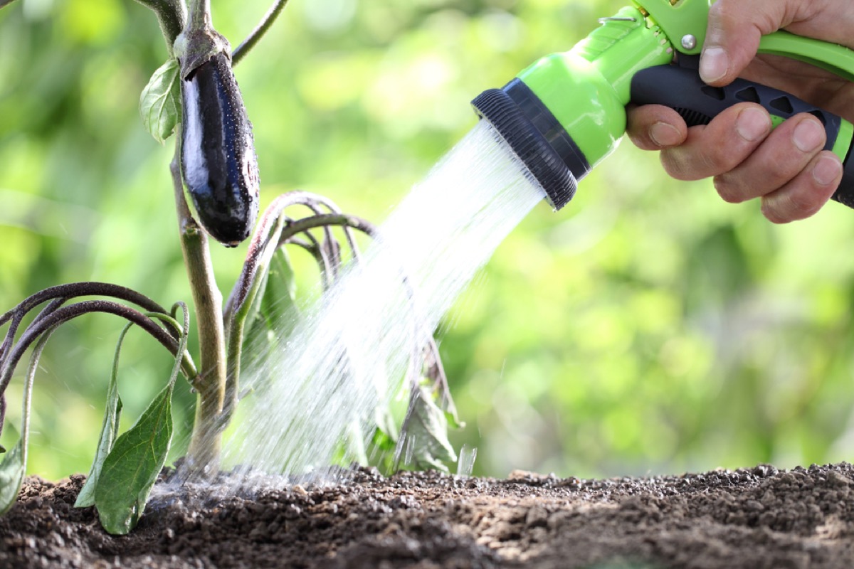 18 Mistakes That Are Destroying Your Garden — Best Life