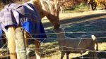 Sam Neill Posts Adorable Video of His Pet Horse and Sheep, Goes Viral ...
