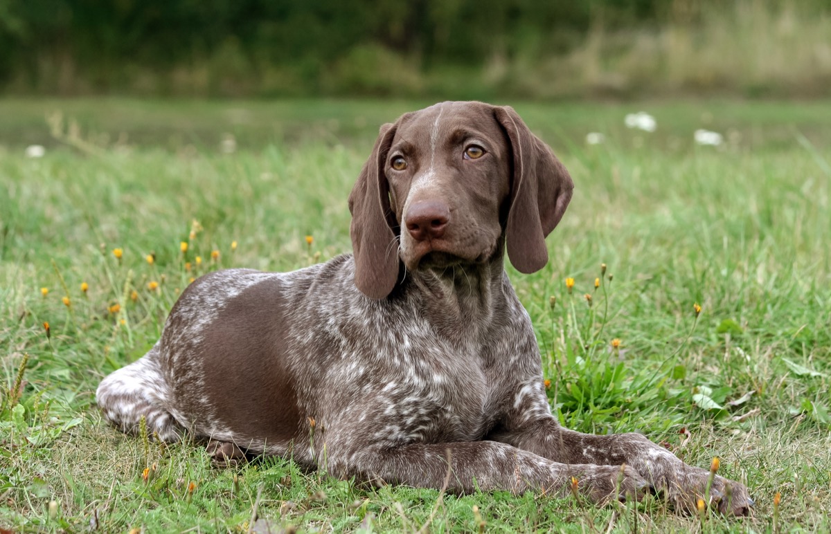 10 Most Popular Dog Breeds, American Kennel Club Data Reveals — Best Life