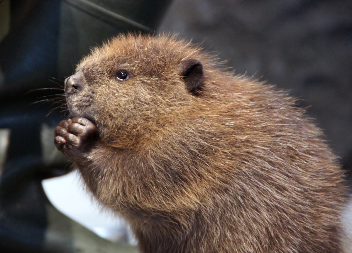 30 Super Adorable Baby Photos of Super Dangerous Animals — Best Life