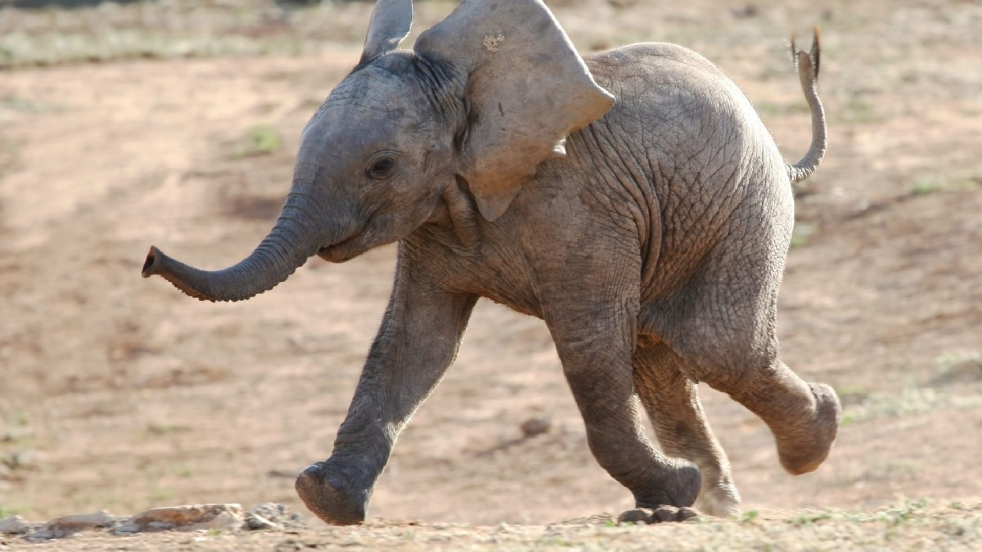 20 Elephant Jokes So Funny You'll Laugh Your Trunks Off — Best Life