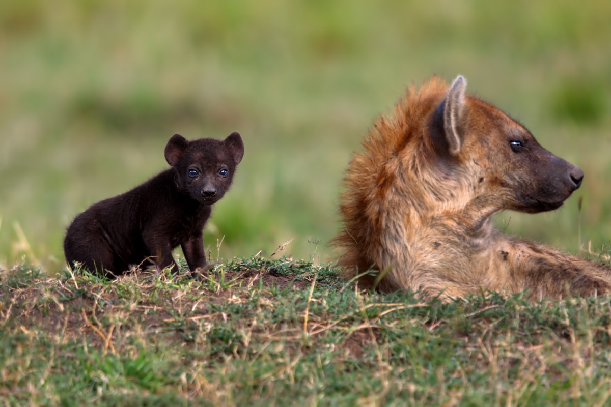 30 Super Adorable Baby Photos of Super Dangerous Animals — Best Life