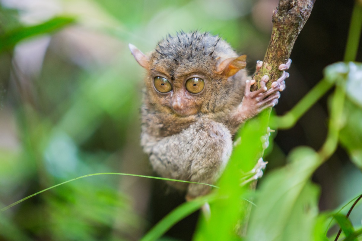30 Super Adorable Baby Photos of Super Dangerous Animals — Best Life