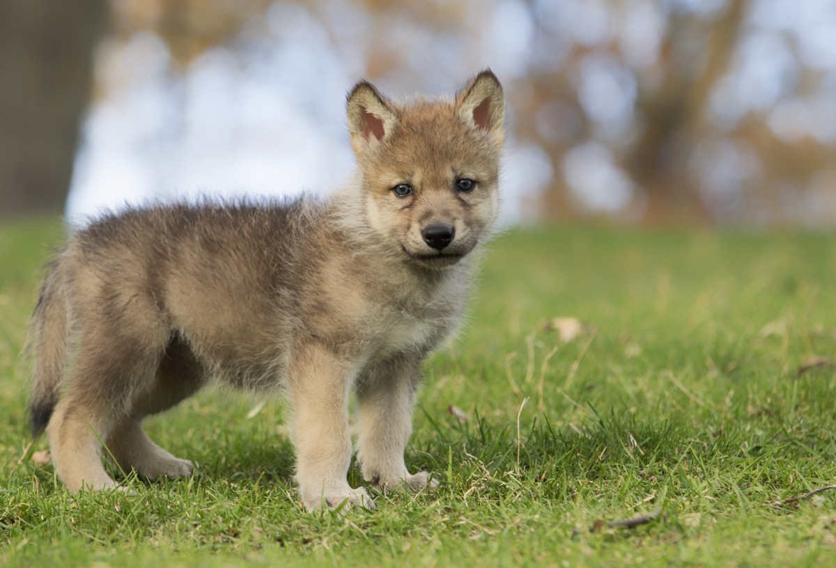 30 Super Adorable Baby Photos of Super Dangerous Animals — Best Life