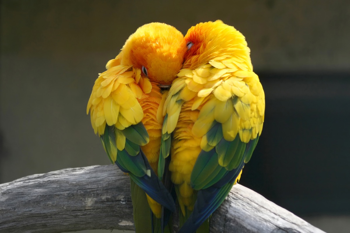 23 Photos of Animals in Love That Will Make You Literally Melt — Best Life