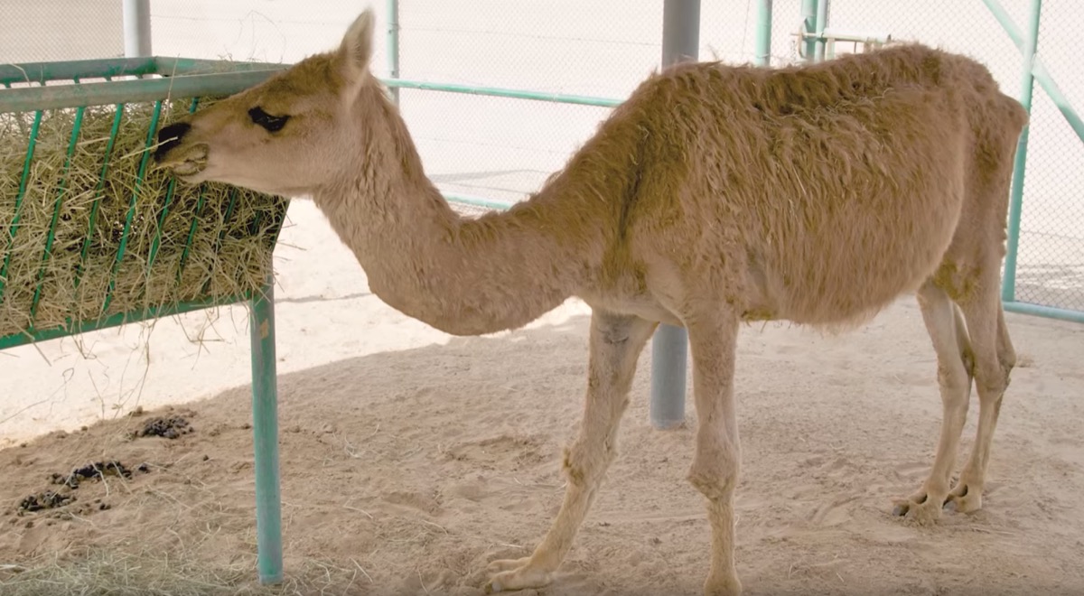 15 Super-Cute Hybrid Animals You Have to See to Believe — Best Life