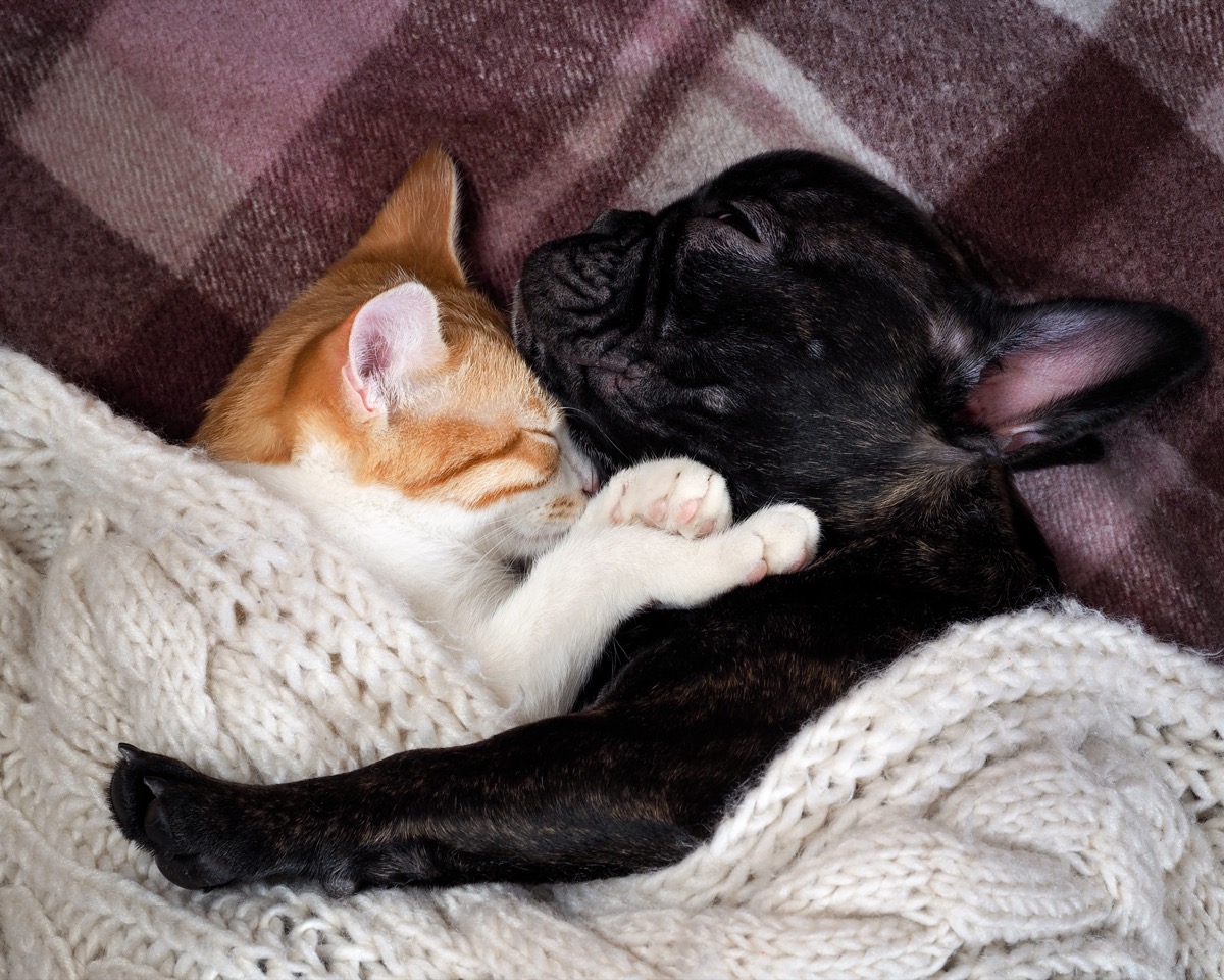 23 Photos of Animals in Love That Will Make You Literally Melt — Best Life