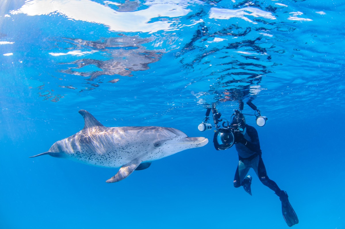13 Gorgeous Photos of Dolphins in the Wild— Best Life