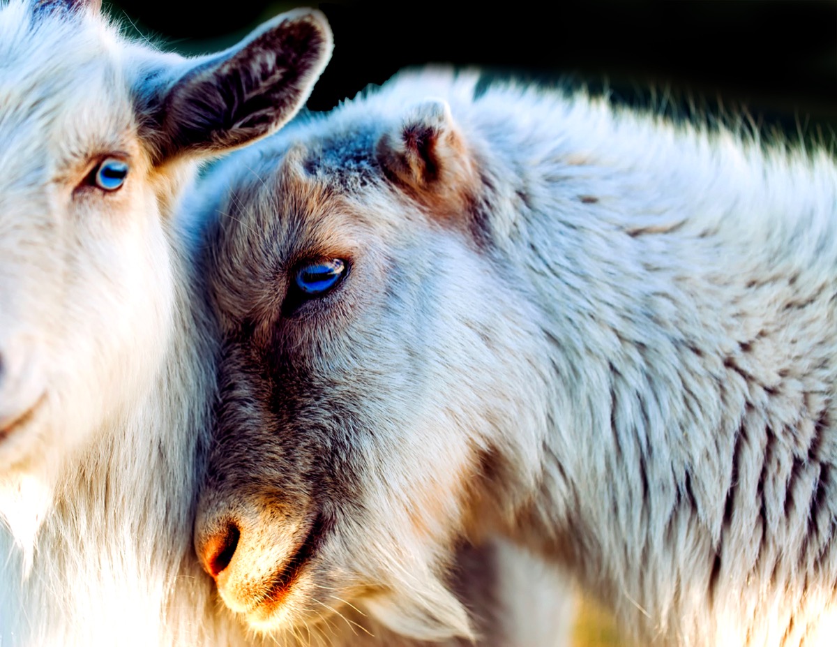 23 Photos of Animals in Love That Will Make You Literally Melt — Best Life