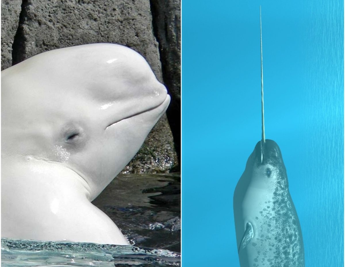 15 Super-Cute Hybrid Animals You Have to See to Believe — Best Life