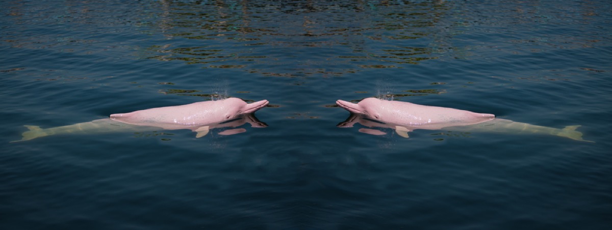 13 Gorgeous Photos of Dolphins in the Wild— Best Life