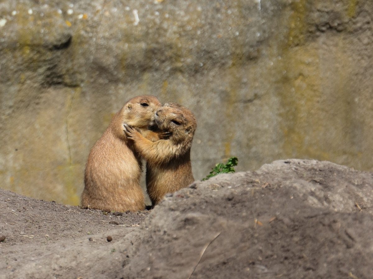 23 Photos of Animals in Love That Will Make You Literally Melt — Best Life