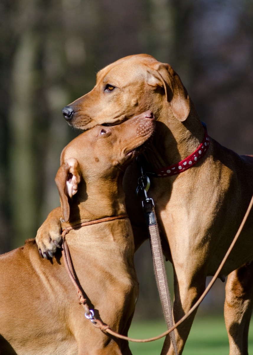 23 Photos of Animals in Love That Will Make You Literally Melt — Best Life