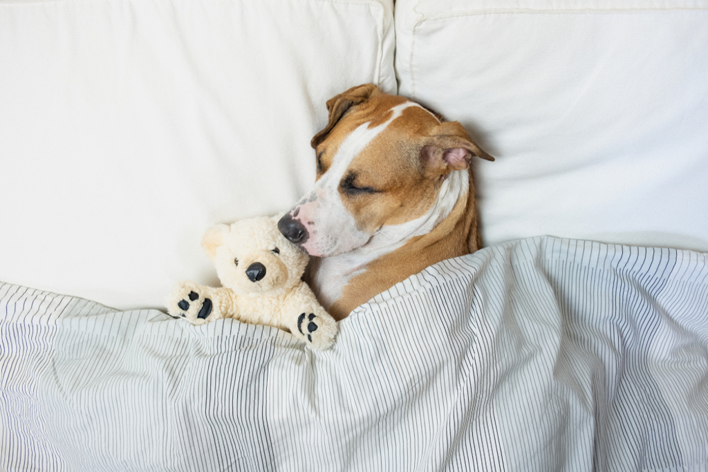 25 Incredible Things You Never Knew Dogs Could Do — Best Life