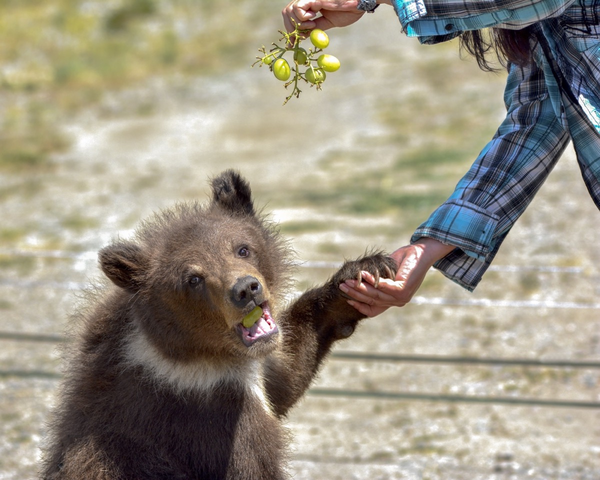 18 Adorable Photos of Bears Being Basically Like Big Puppies — Best Life