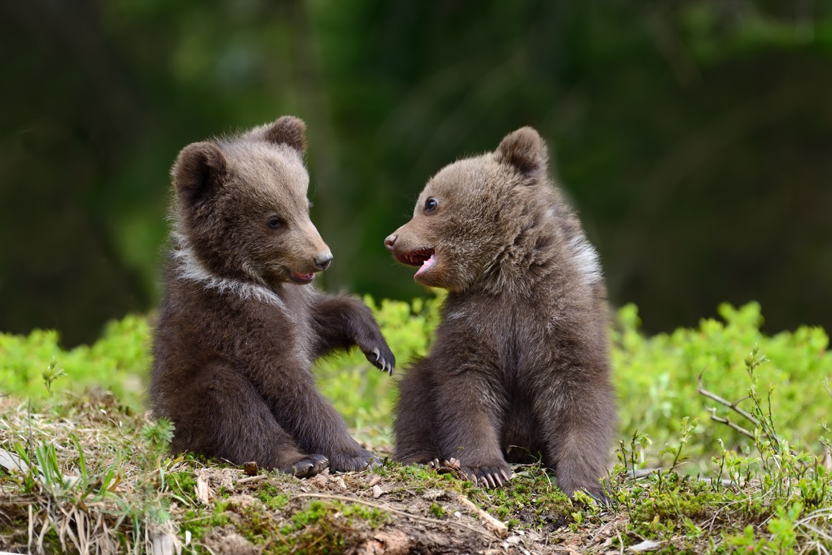 18 Adorable Photos of Bears Being Basically Like Big Puppies — Best Life
