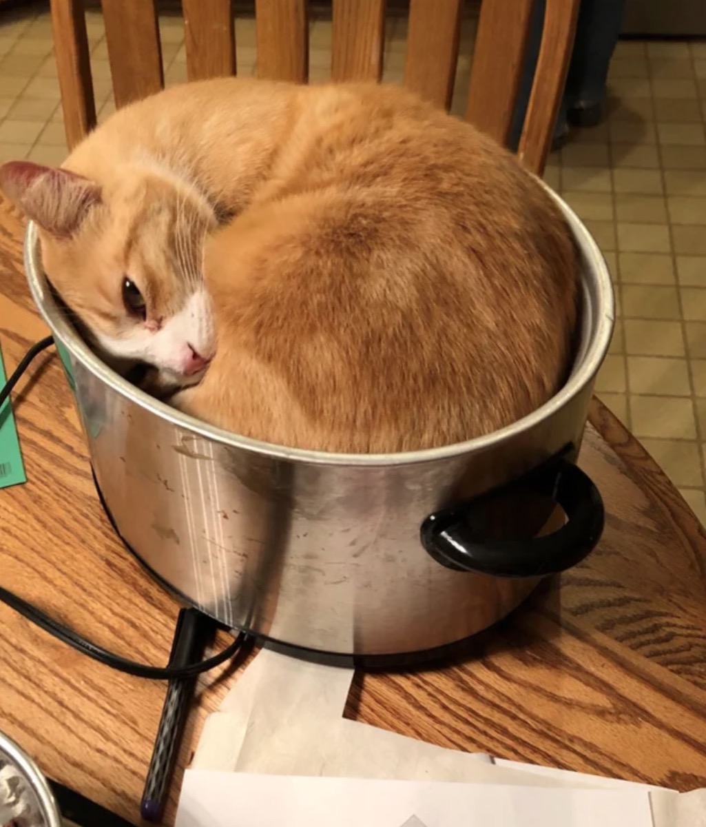 21 Photos That Show Why the Internet Is So Obsessed With Cats — Best Life