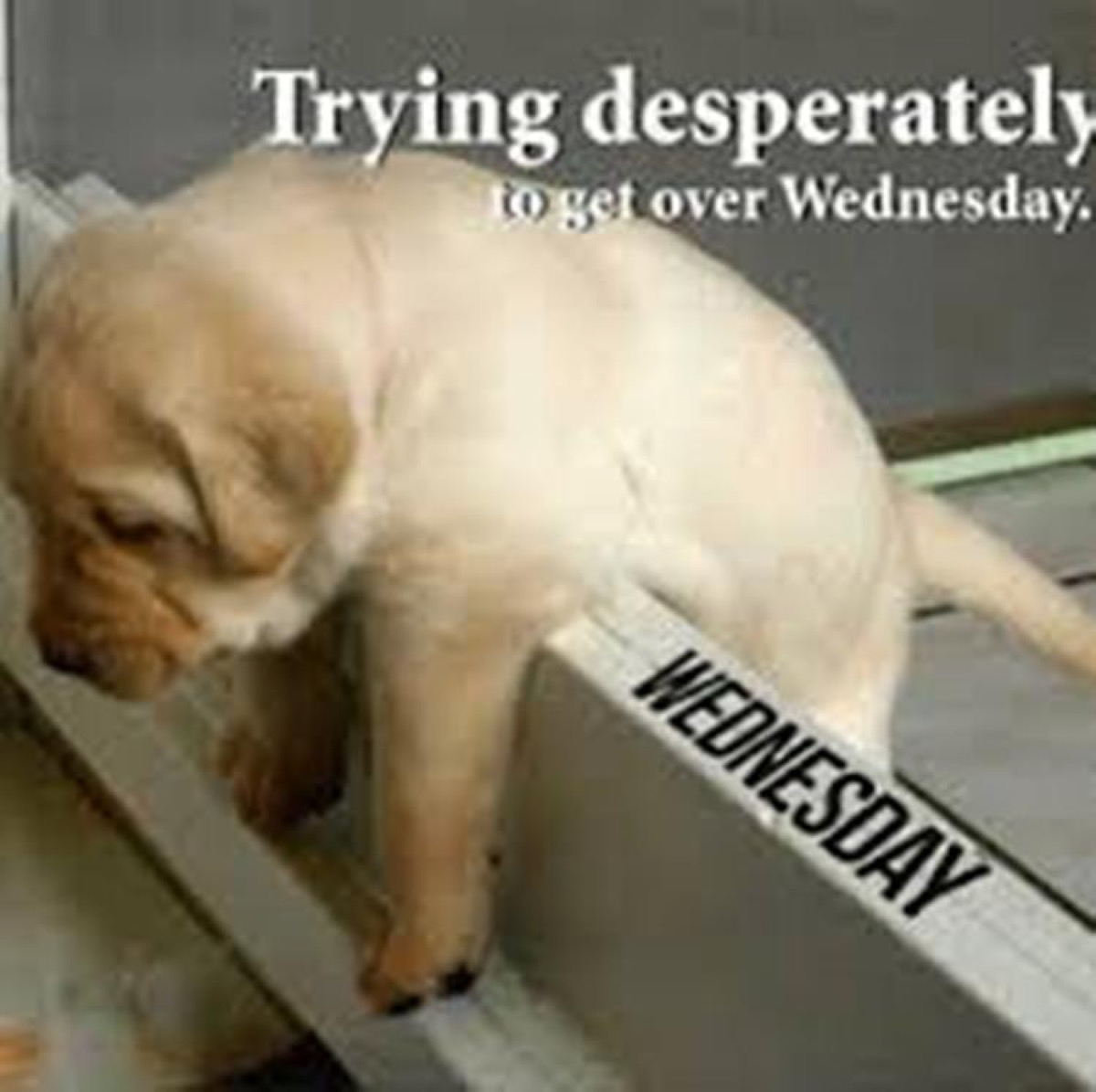 17 Hilarious Hump Day Memes To Help You Get to the Weekend — Best Life