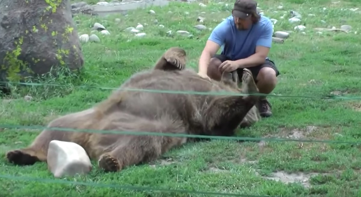 18 Adorable Photos of Bears Being Basically Like Big Puppies — Best Life
