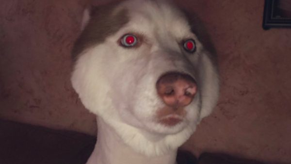 This Bad Dog Haircut Is Making Some Laugh And Others Cry — Best Life